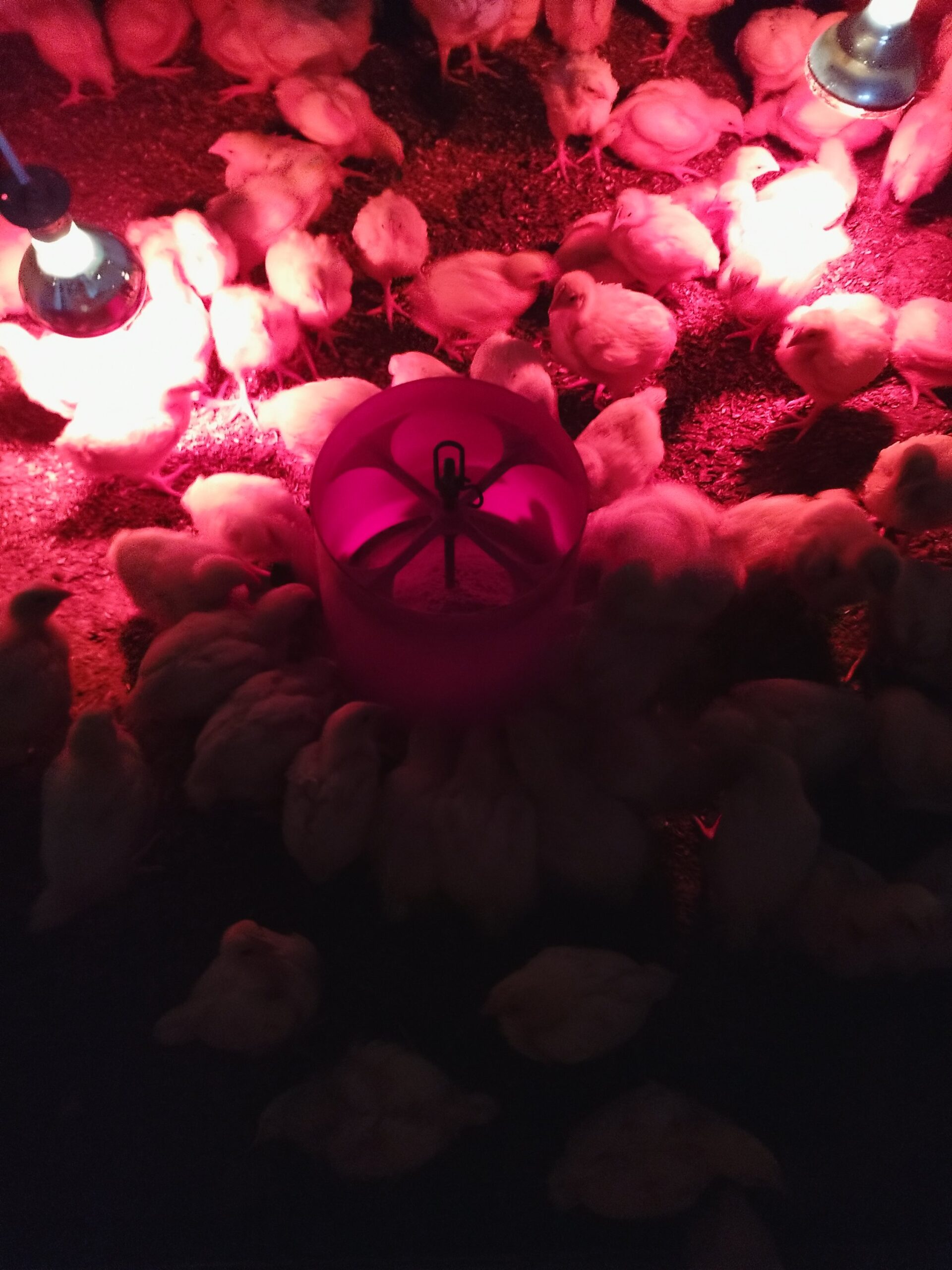 Mixed/crosses backyard chicks – NorthWest Chicks