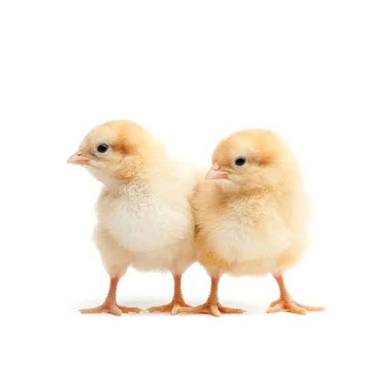NorthWest Chicks